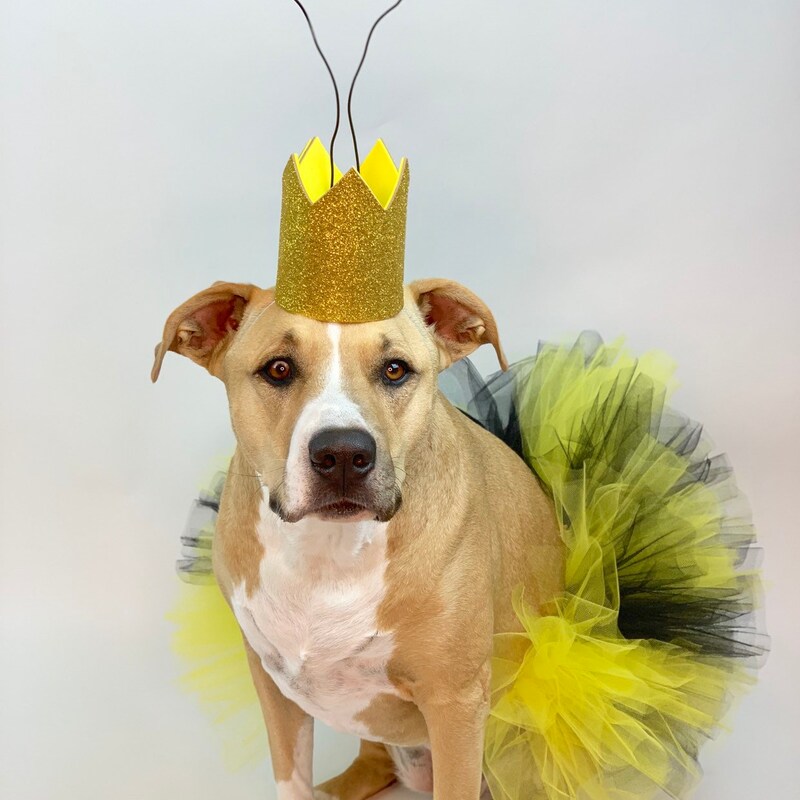 Dog Halloween Bee Costume - Etsy