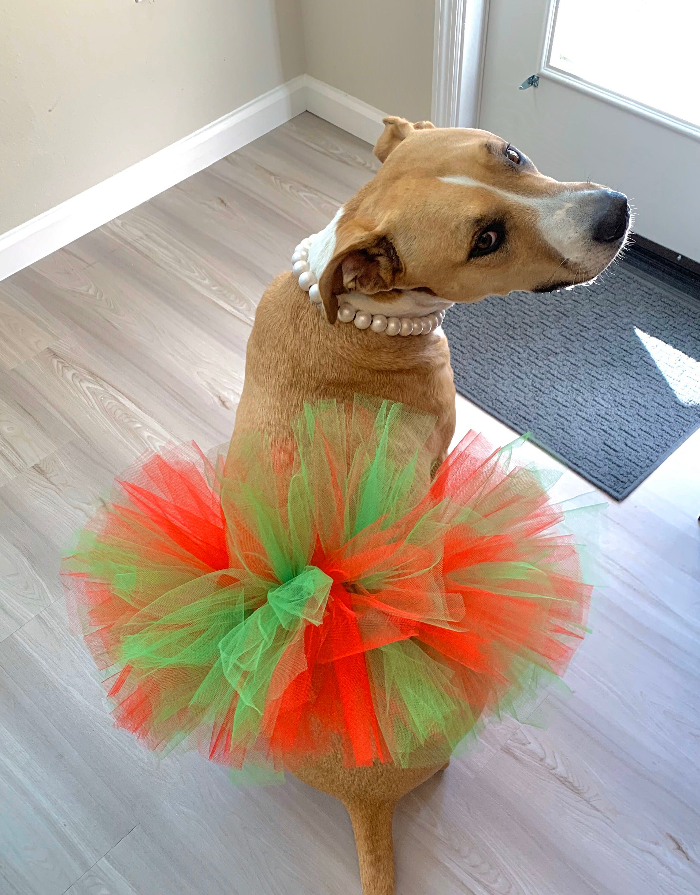 Christmas Red and Green Dog Tutu: Cute Fluffy Princess Dog - Etsy