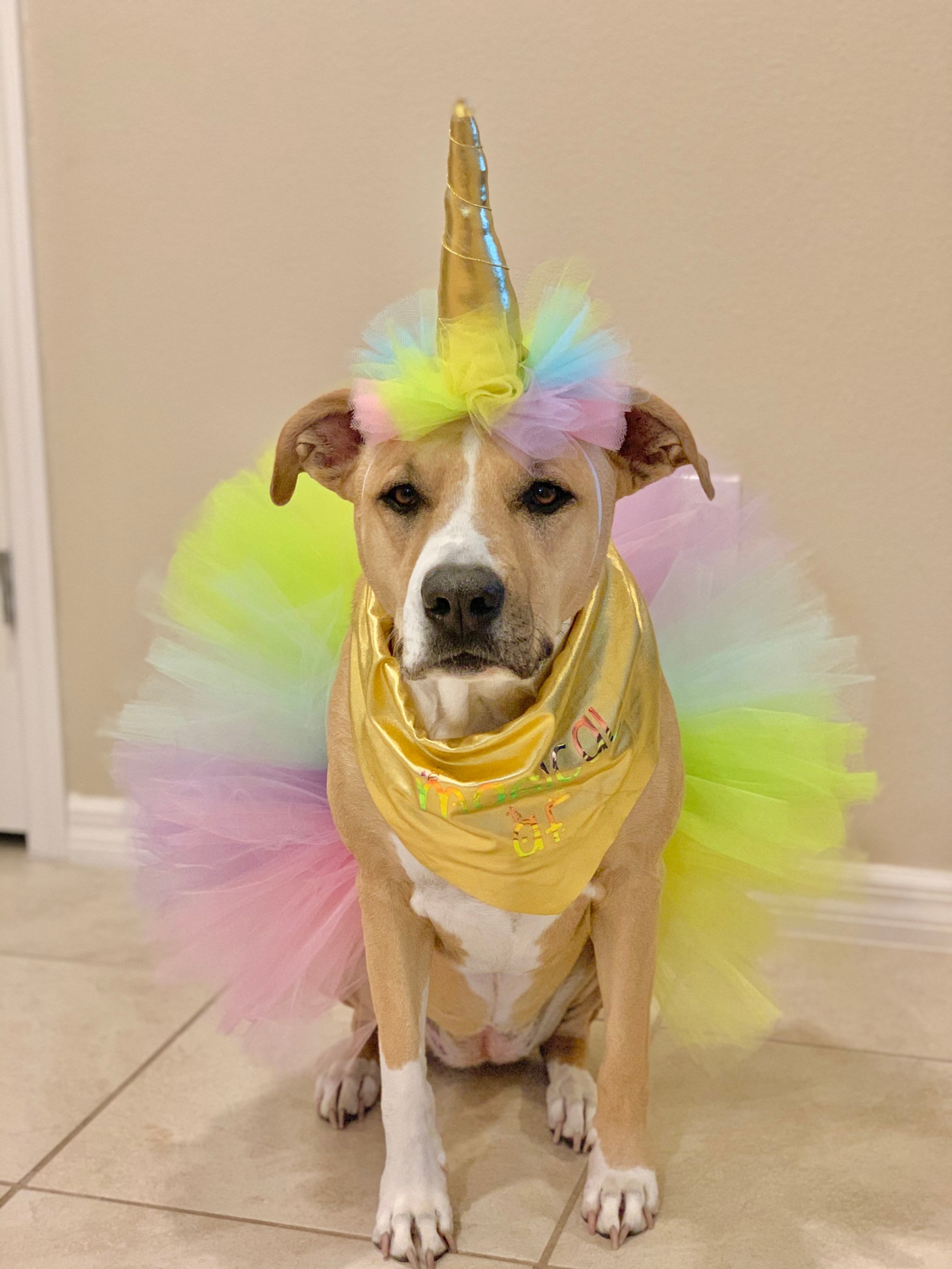 Magical AF Unicorn Dog Costume: Cute, Fluffy, Large Tutu- Gold Horn ...