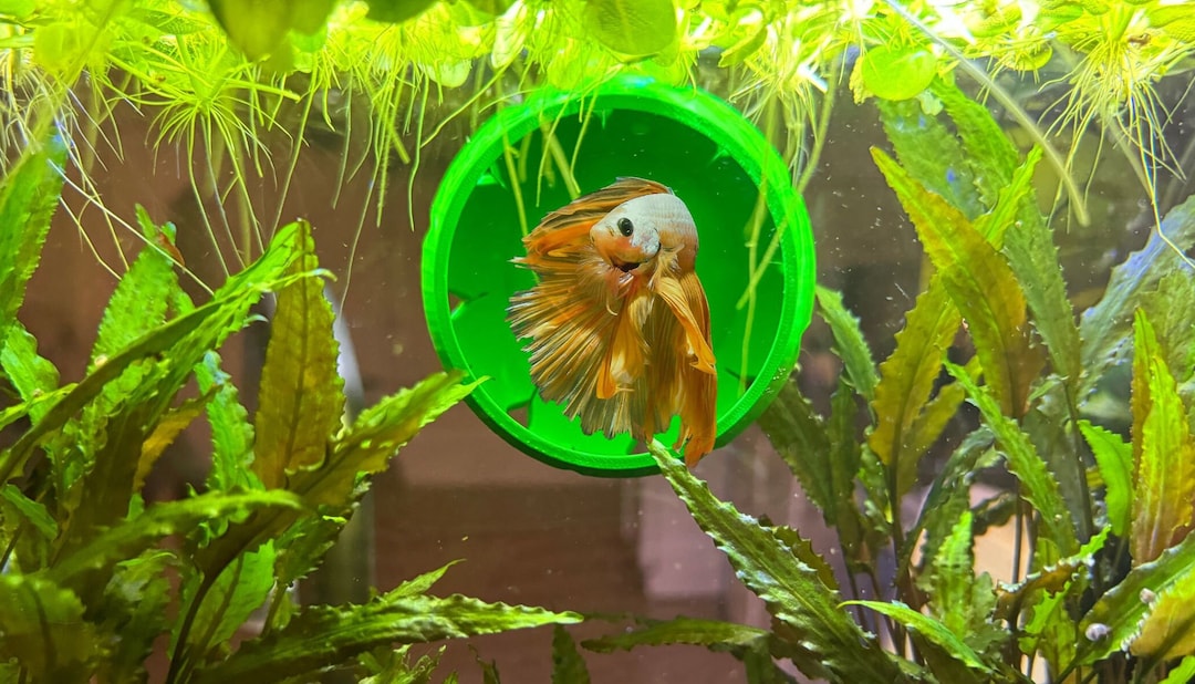 Betta Fish Hide Betta Fish Resting Cave Fish Hide 5 Colors Free ...