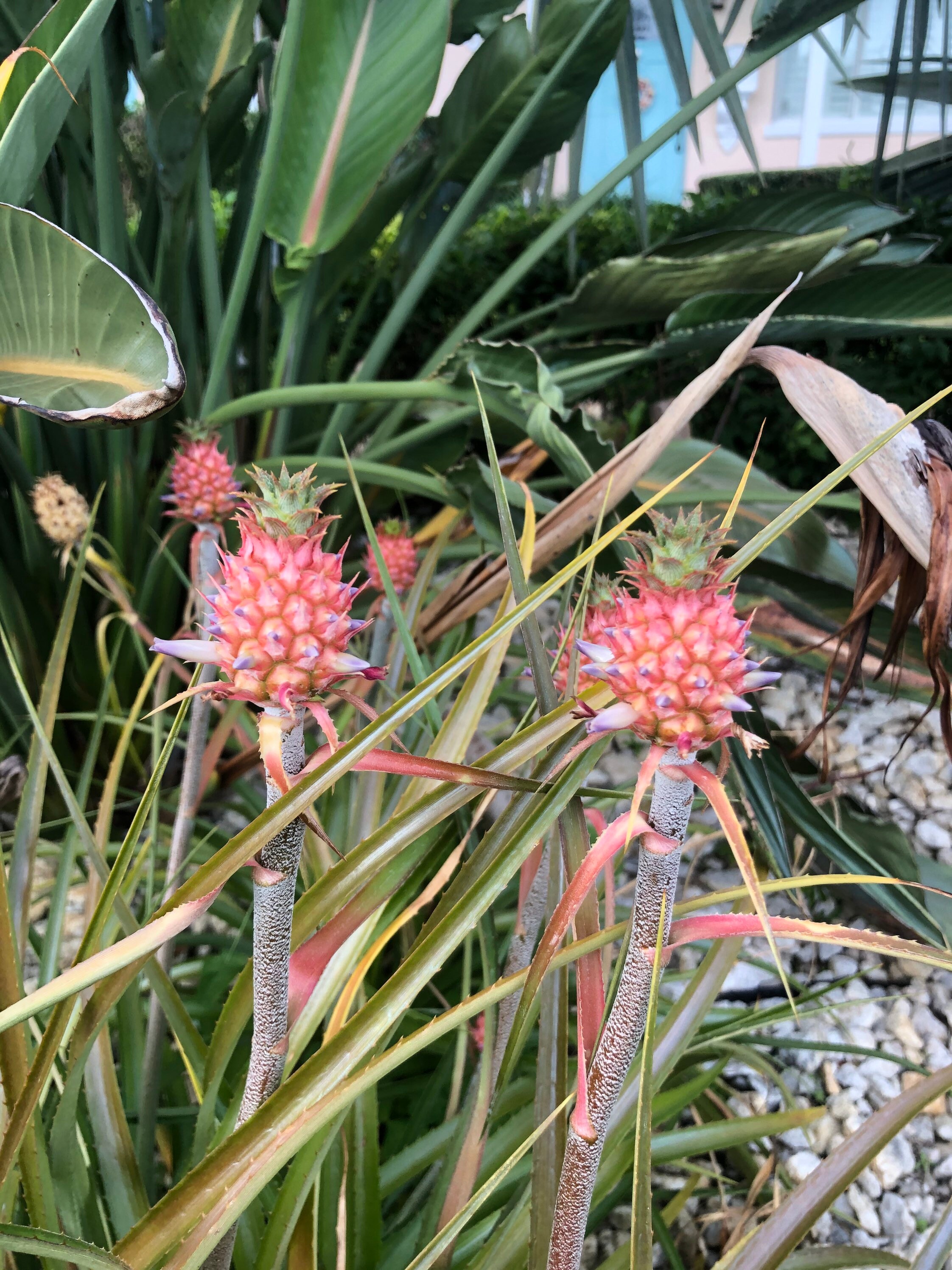 Mini Pineapple ananus Nanus - Etsy