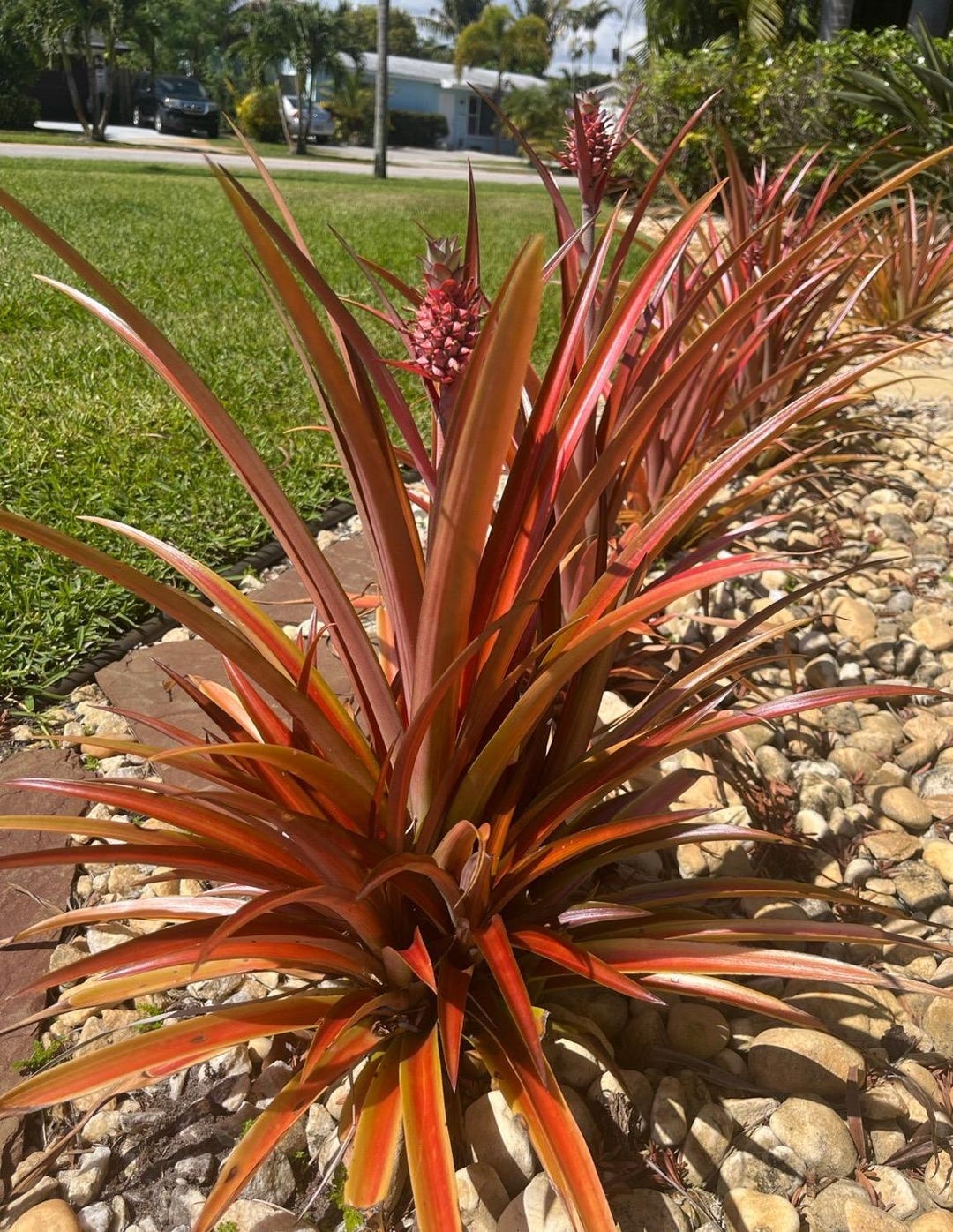 Lava Burst Pineapple Plant (ananus Lucidus) or Red Spineless Pineapple ...