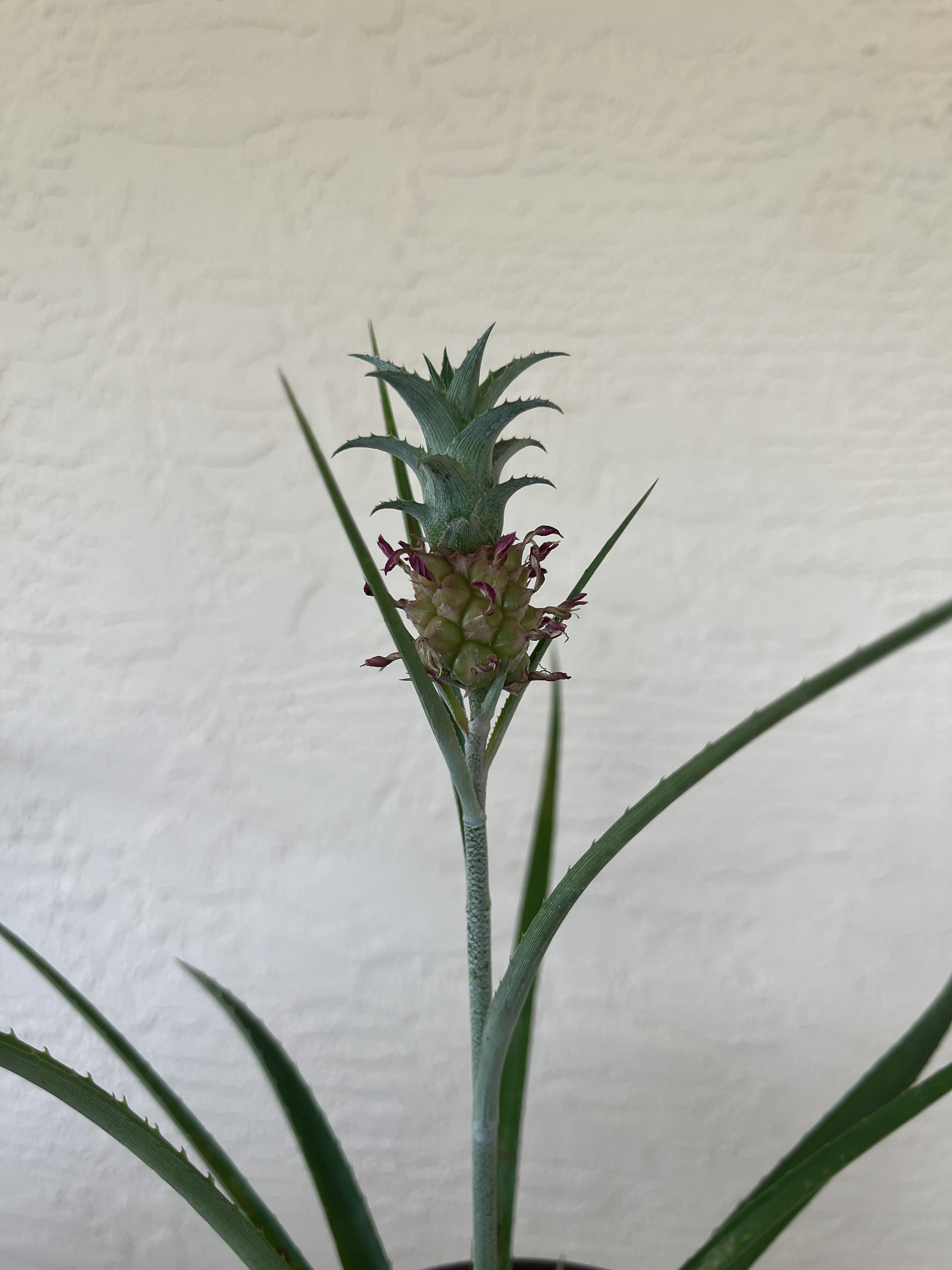 Rooted Dwarf Pineapple Plant (ananas Nanus) - Etsy