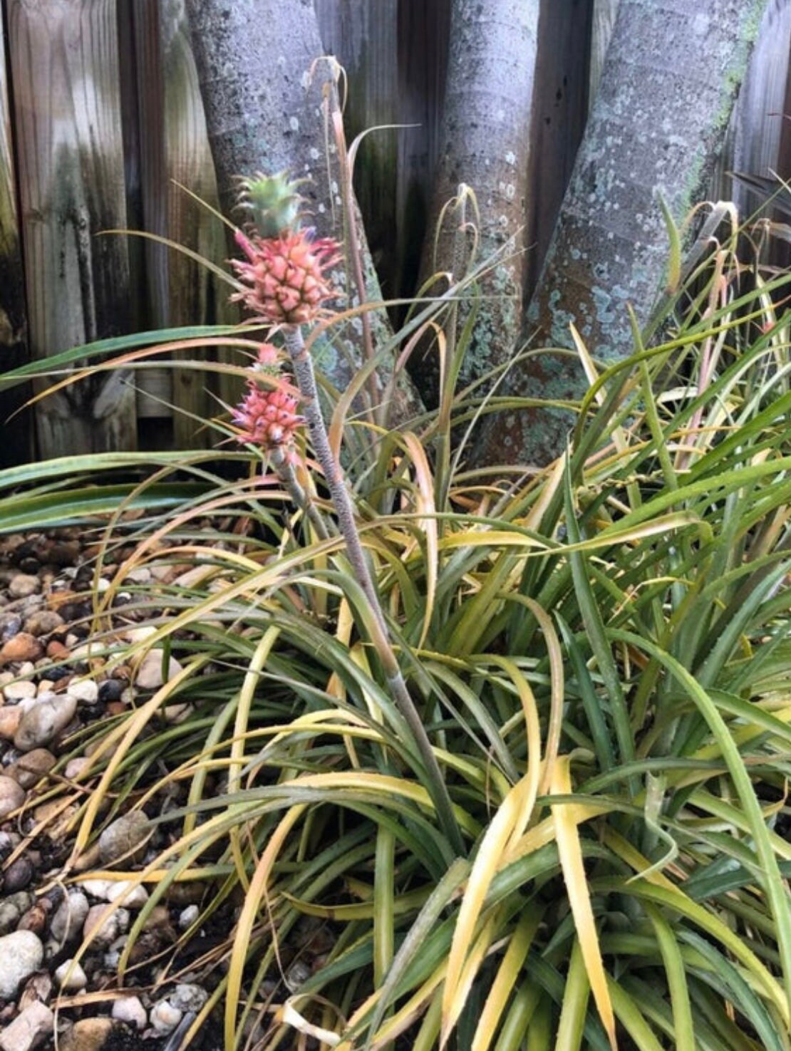 Rooted Dwarf Pineapple Plant (ananas Nanus) - Etsy