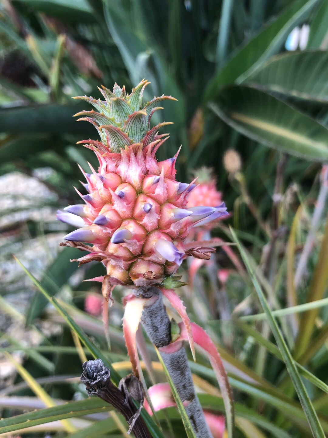 Mini Pineapple (ananus Nanus) - Etsy