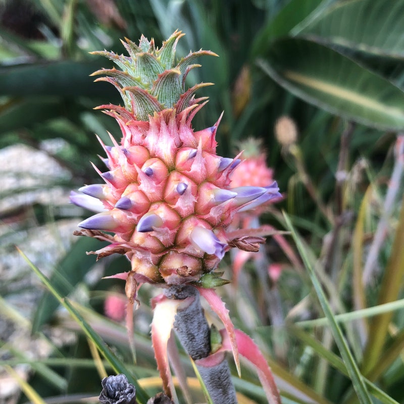 Pineapple Plant - Etsy