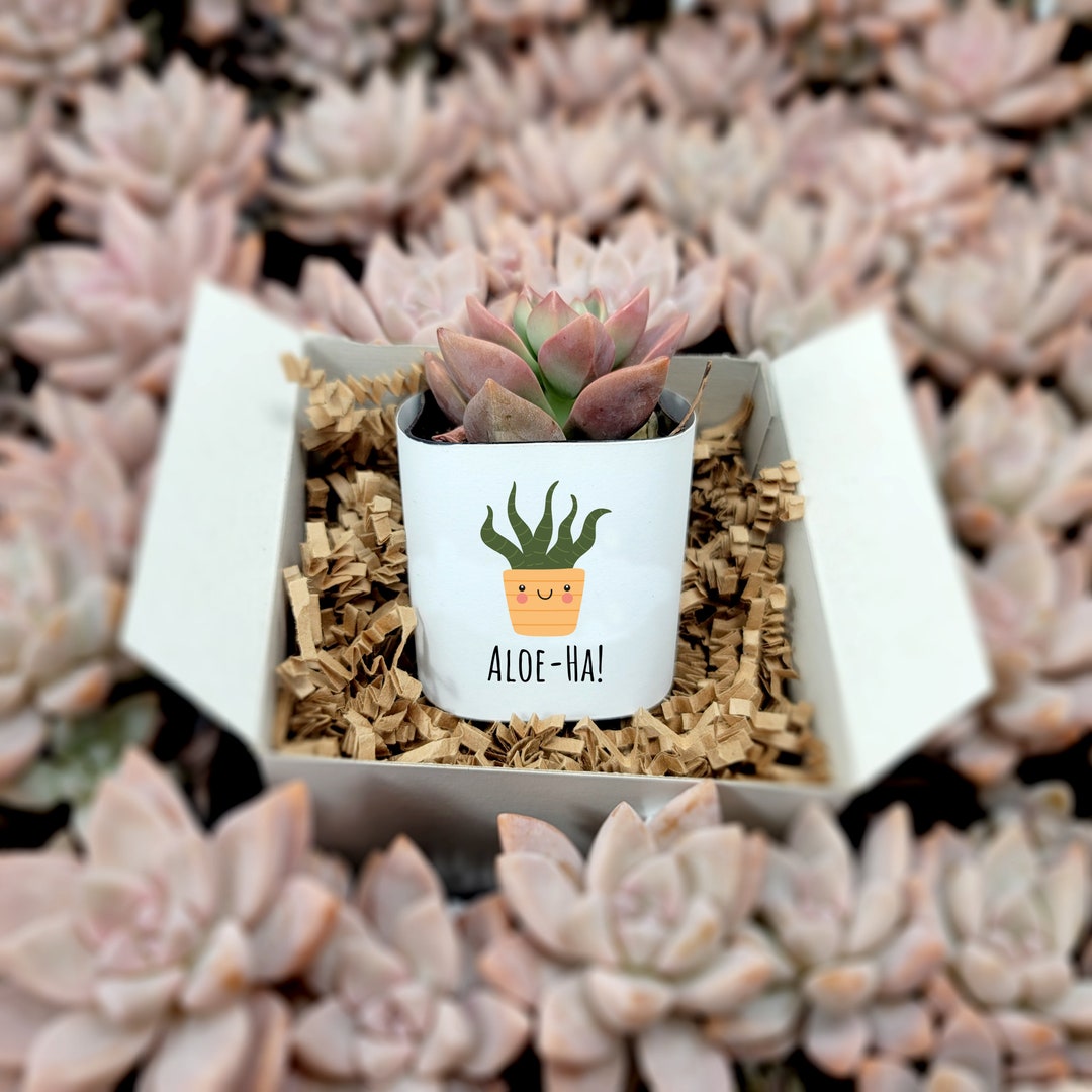 Aloe Ha! - Live Succulent Gift | Succulents Plants | Funny Gifts for ...