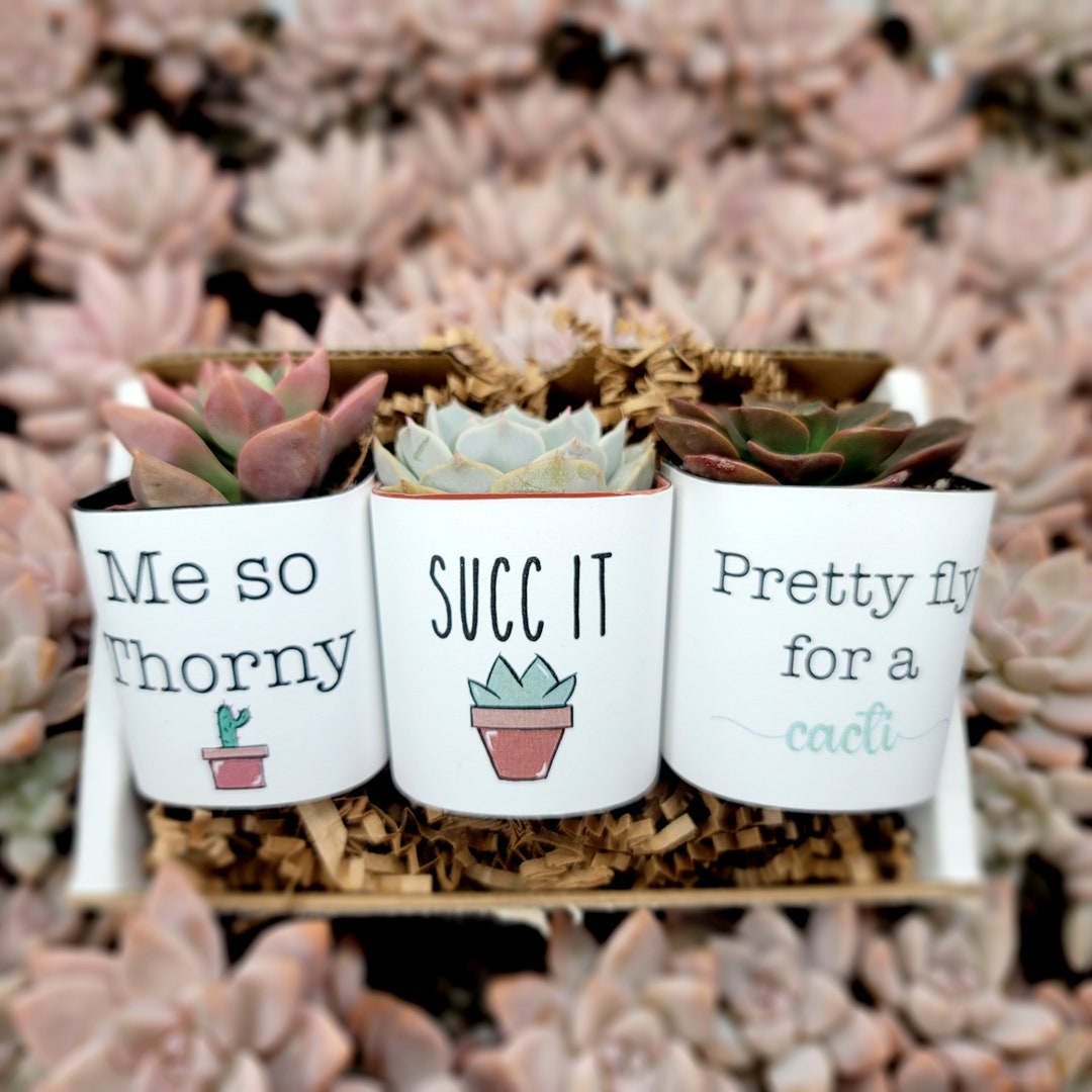 Succ It! - 2" 3pk Funny Succulents Gift Box Gag Succulent Planters - Etsy