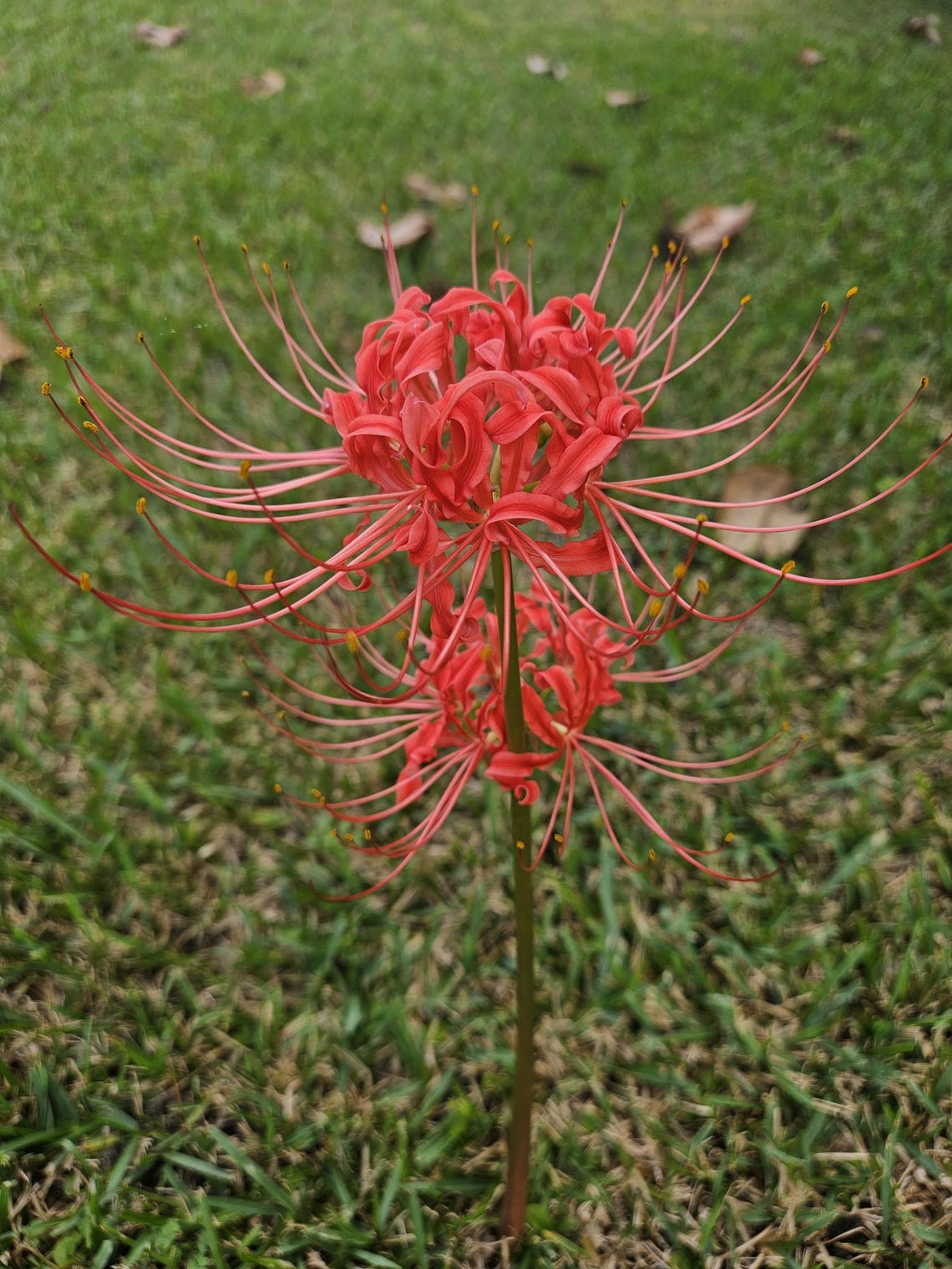 Rare Spider Lily Bulb - Etsy