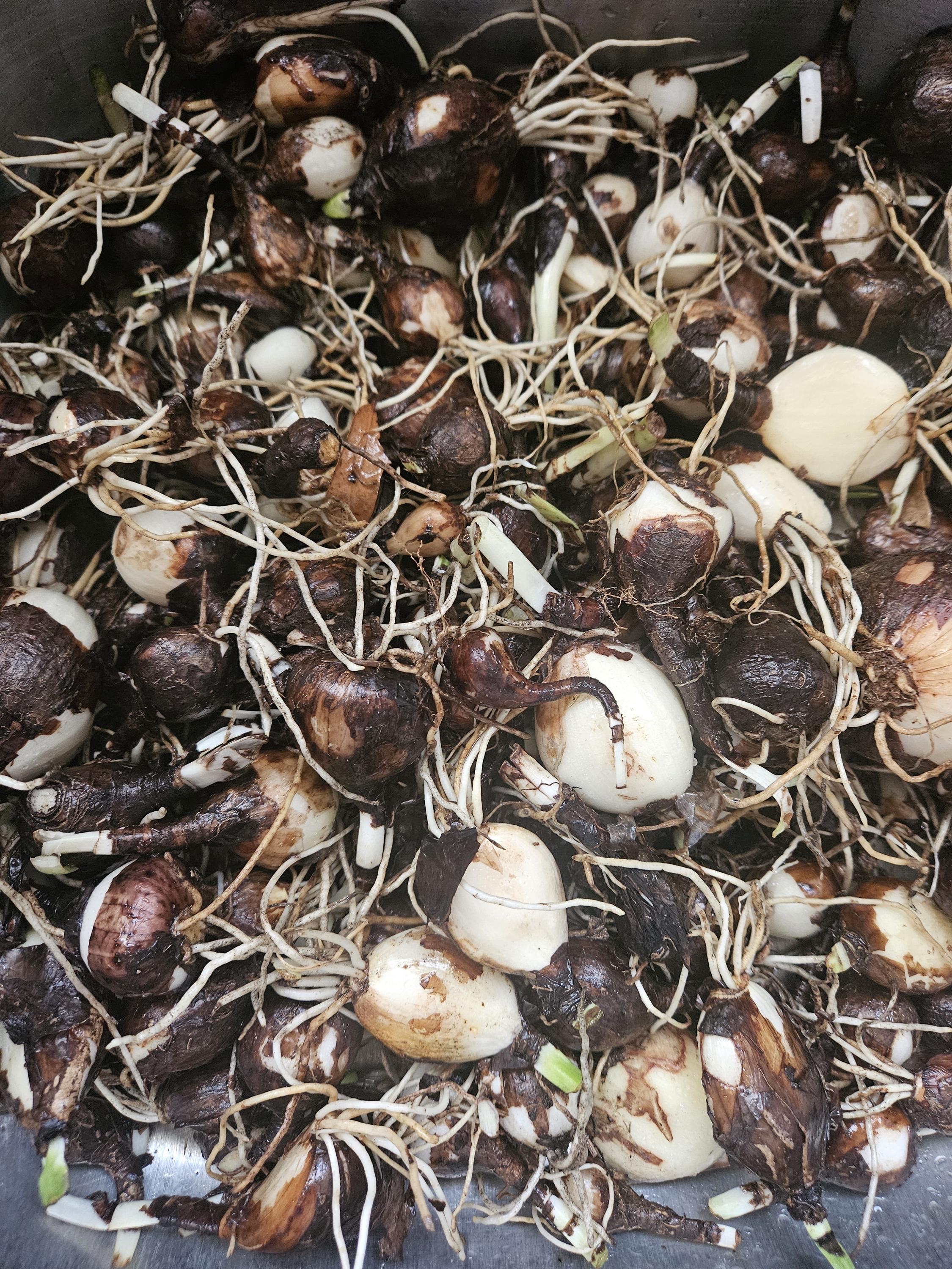 Rare Spider Lily Bulb - Etsy