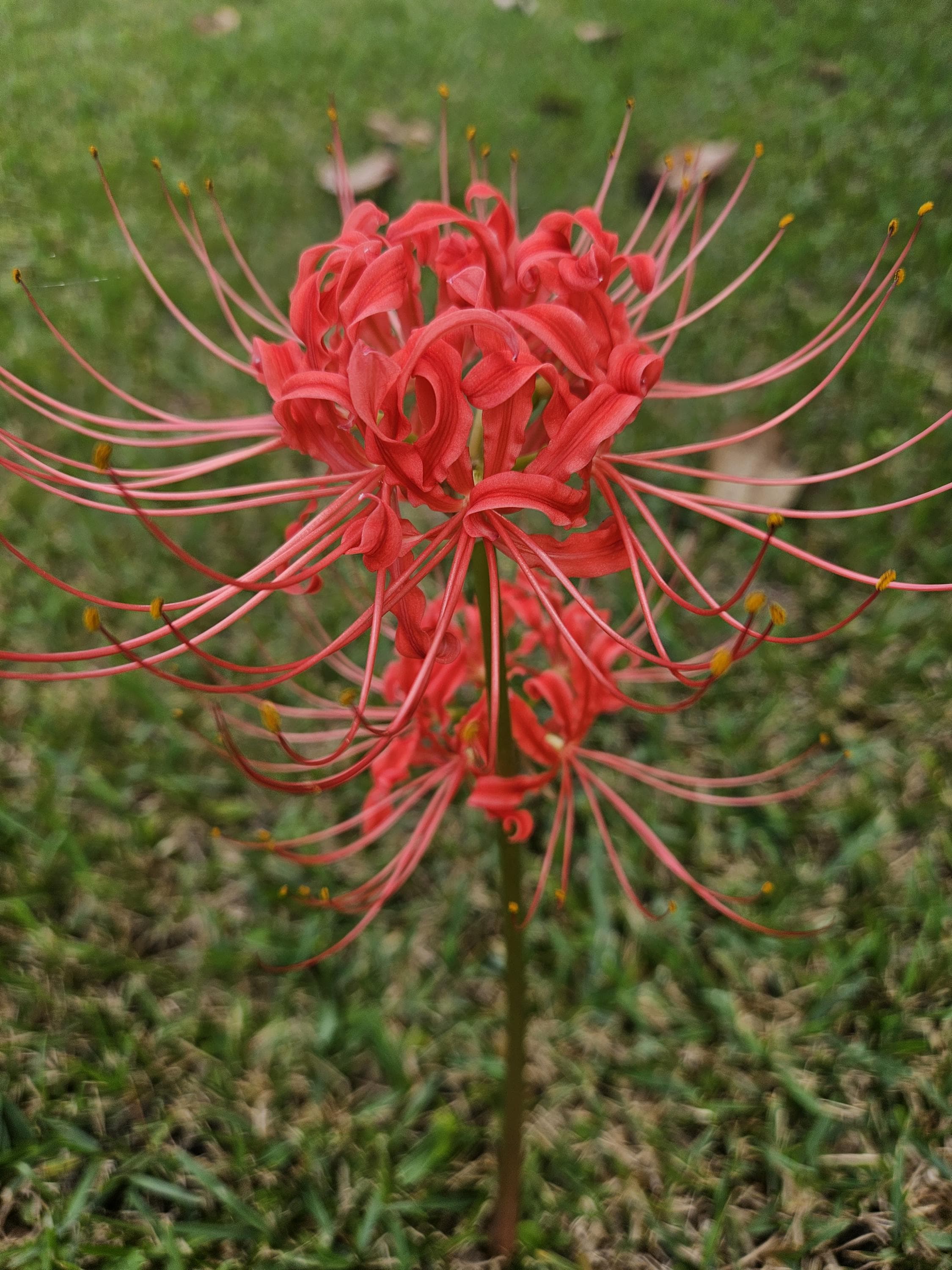 Rare Spider Lily Bulb - Etsy