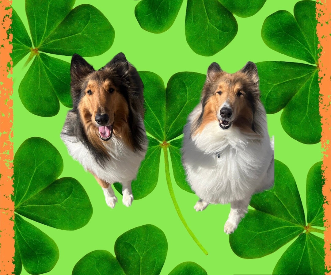 Saint Paddys Pet Photos - Etsy