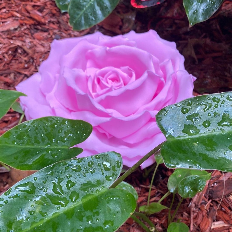 Large Flowers Made of Silk Foam foamiran for Your - Etsy