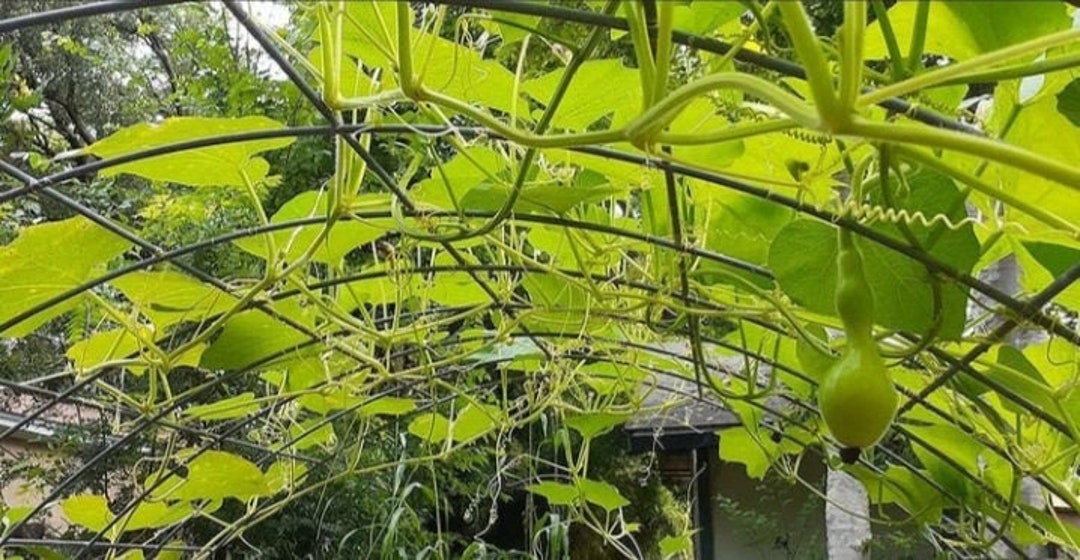 Birdhouse Gourd Seeds 25 Seeds Organic Grow Your Own Birdhouses - Etsy