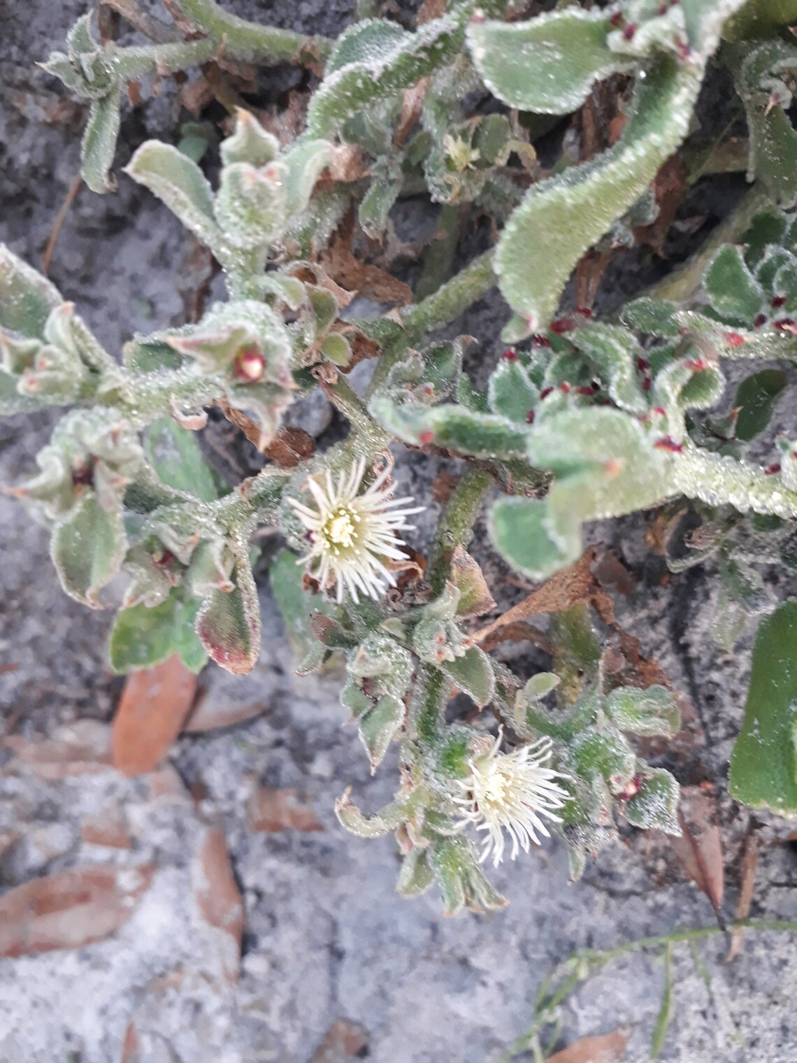Ice Plant 冰菜 100 Seeds From 2021 Spring With High Sprout - Etsy