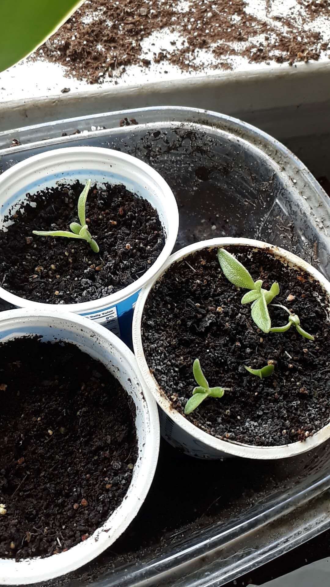 Ice Plant 冰菜 100 Seeds From 2021 Spring With High Sprout | Etsy