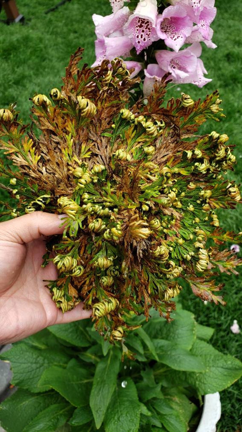 Rose of Jericho Aka Resurrection Plant Flower Desert Wiccan Altar ...