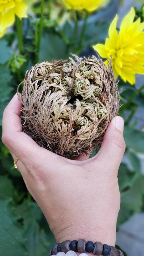 Rose of Jericho Aka Resurrection Plant Flower | Etsy