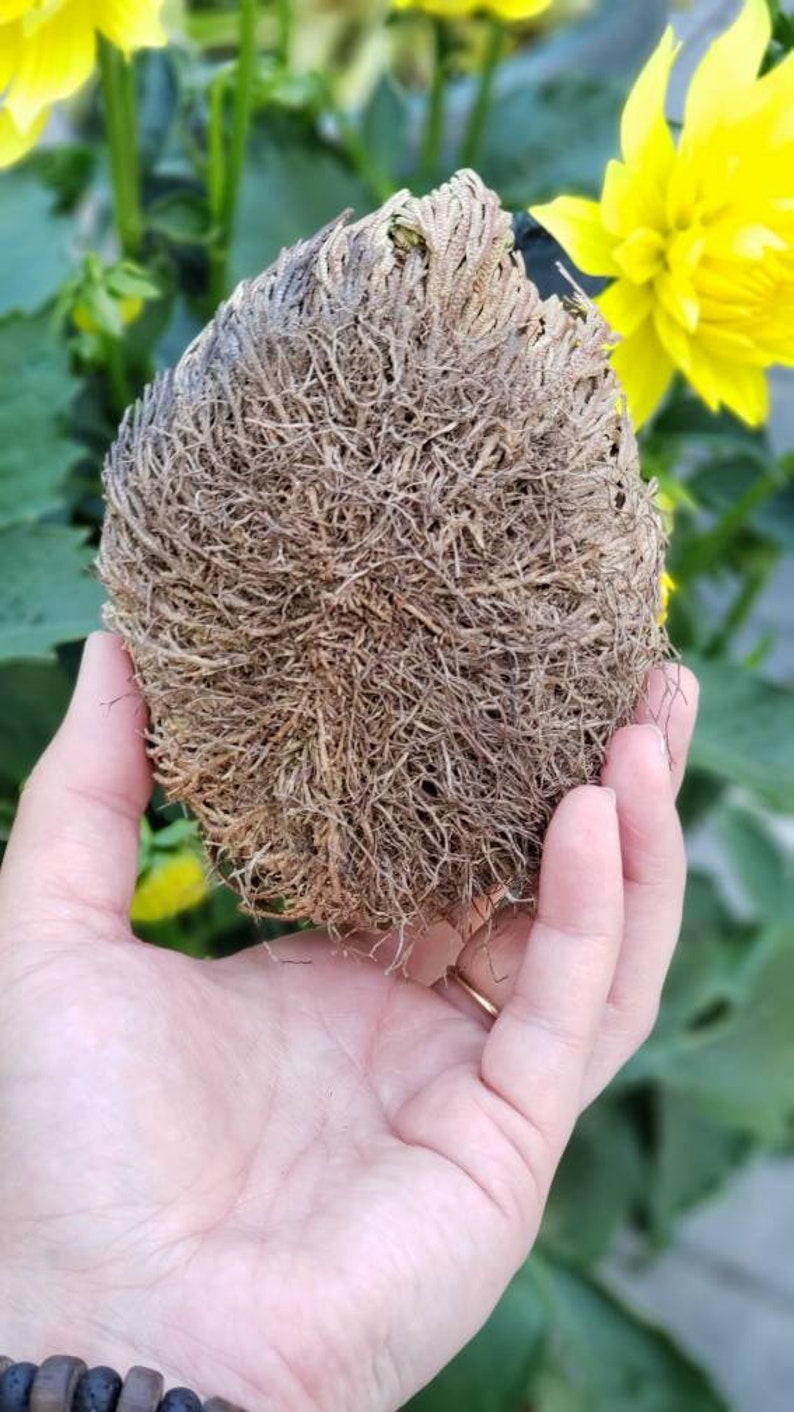Rose of Jericho Aka Resurrection Plant Flower Desert Wiccan Altar ...