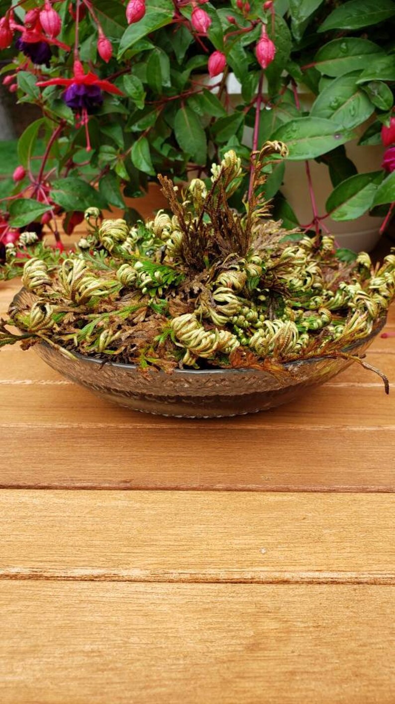 Rose of Jericho Aka Resurrection Plant Flower Desert Wiccan Altar ...