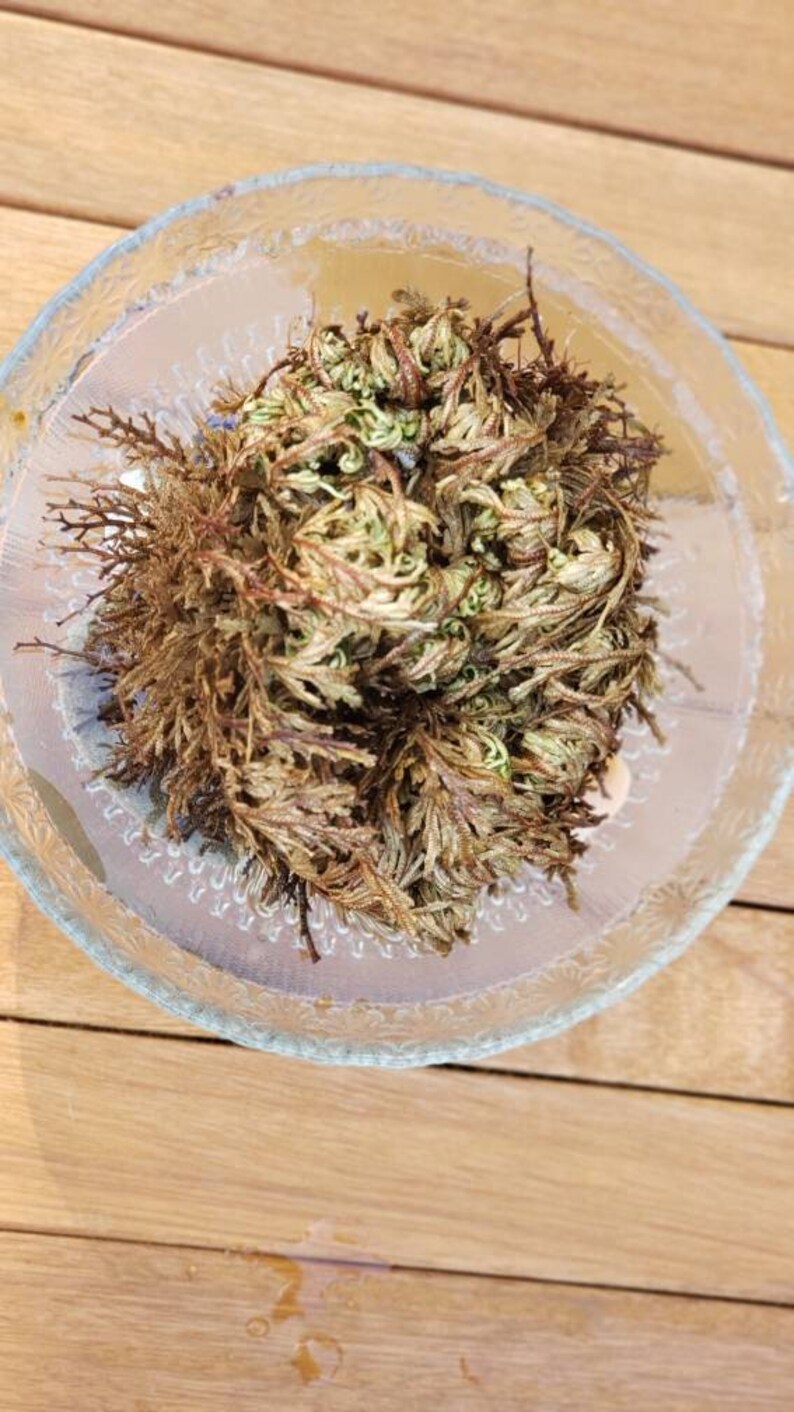 Rose of Jericho Aka Resurrection Plant Flower Desert Wiccan Altar ...