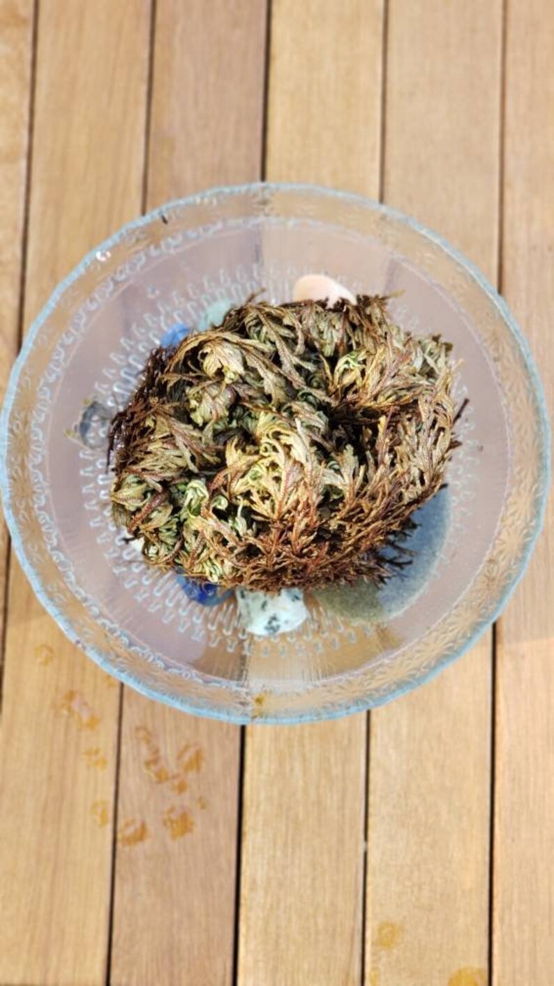 Rose of Jericho Aka Resurrection Plant Flower Desert Wiccan Altar ...