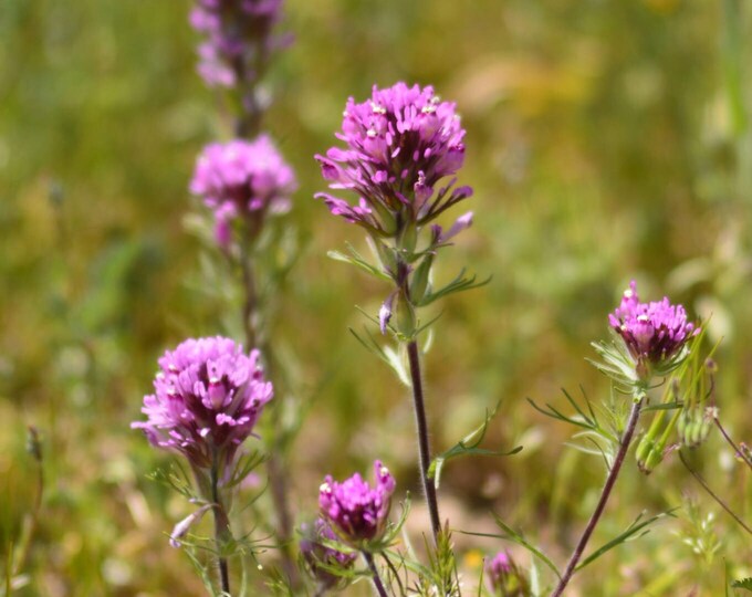 Purple Owl's Clover Seeds|castilleja Exserta|california Native ...