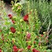 California Bee Plant Seeds|scrophularia Californica|california Native ...