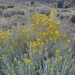 100 RUBBER RABBITBRUSH Chamisa Ericameria Nauseosa Native Desert Shrub ...