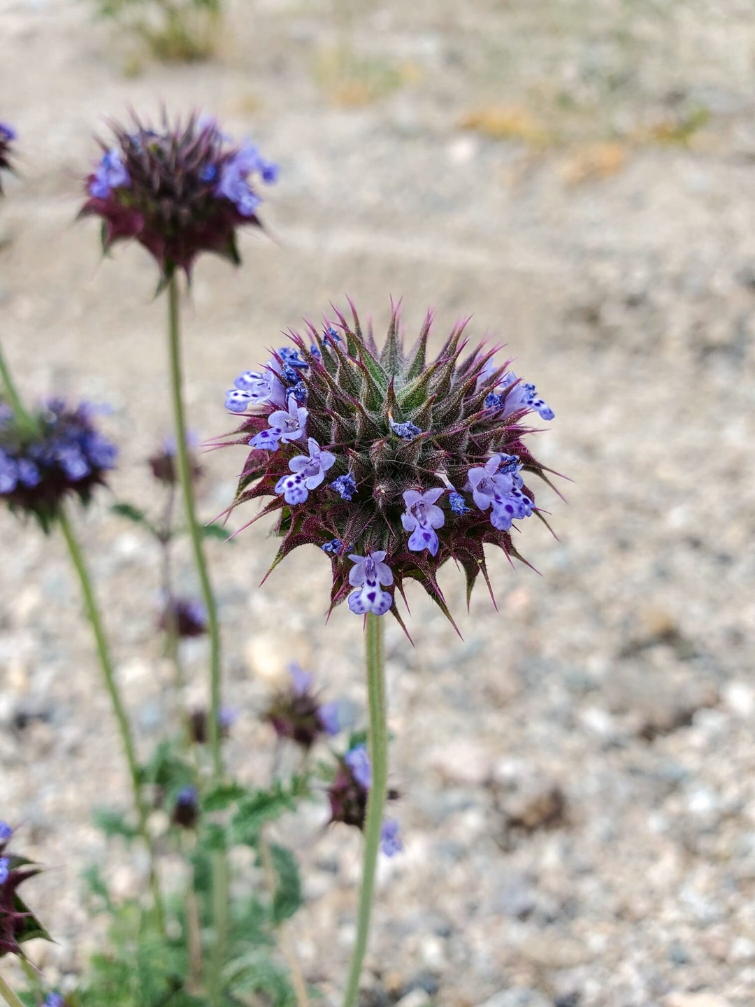 Chia Seeds|salvia Columbariae|california Native Plants|native ...