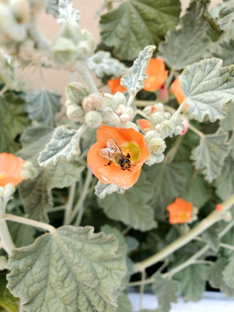 Desert Globemallow Seedssphaeralcea Ambiguacalifornia Native Seedsrare ...