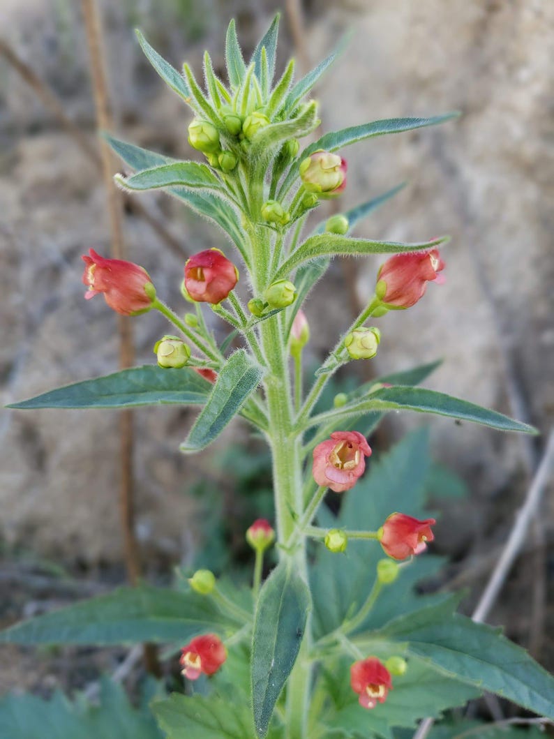 California Bee Plant Seeds|scrophularia Californica|california Native ...