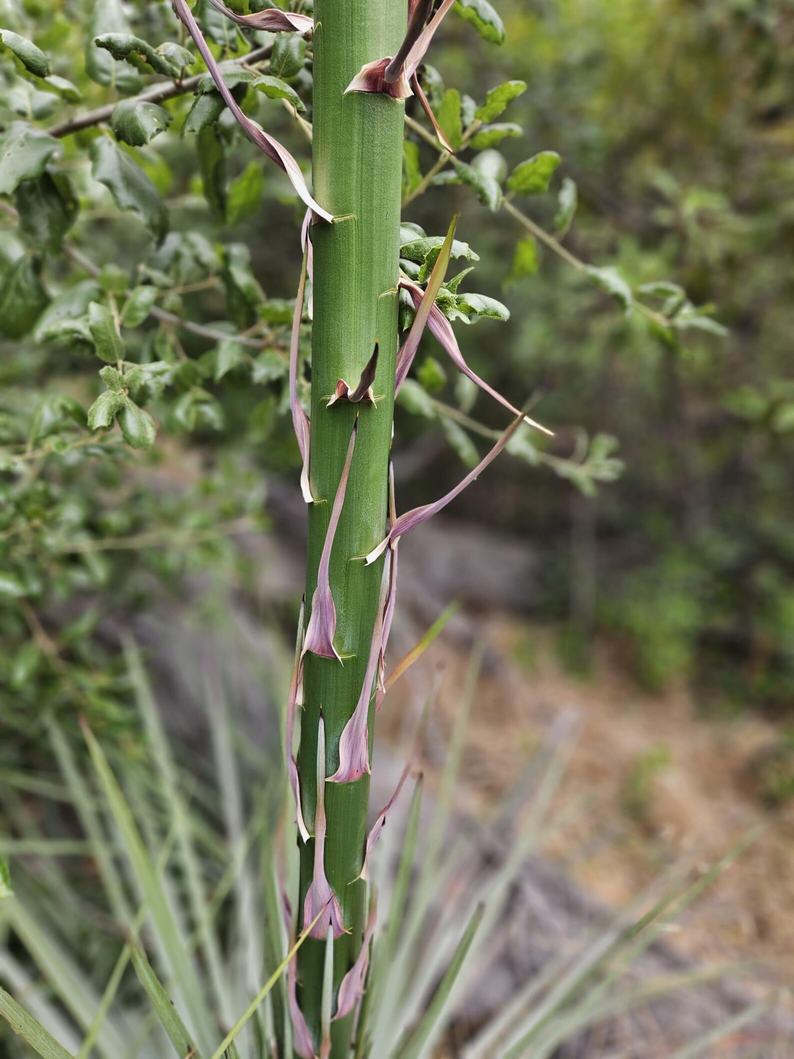 Purple Chaparral Yucca Seeds|hesperoyucca Whipplei|california Native ...
