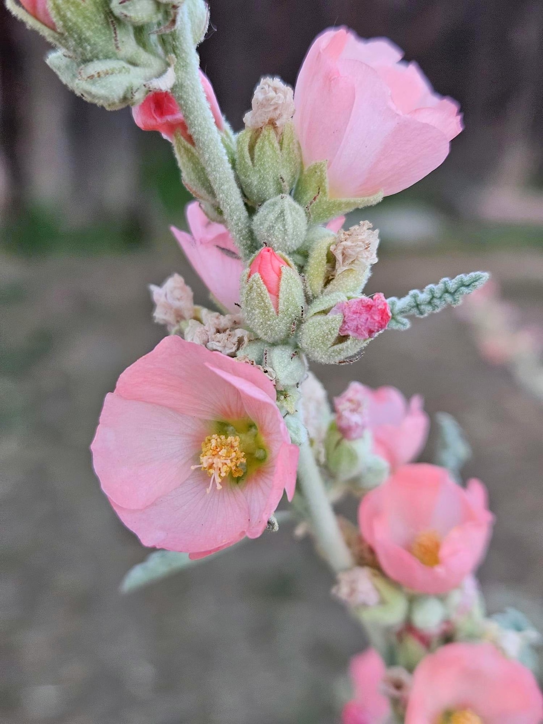 Pink Desert Globemallow Seeds|sphaeralcea Ambigua|california Native Seeds|rare Wildflower|mallow ...