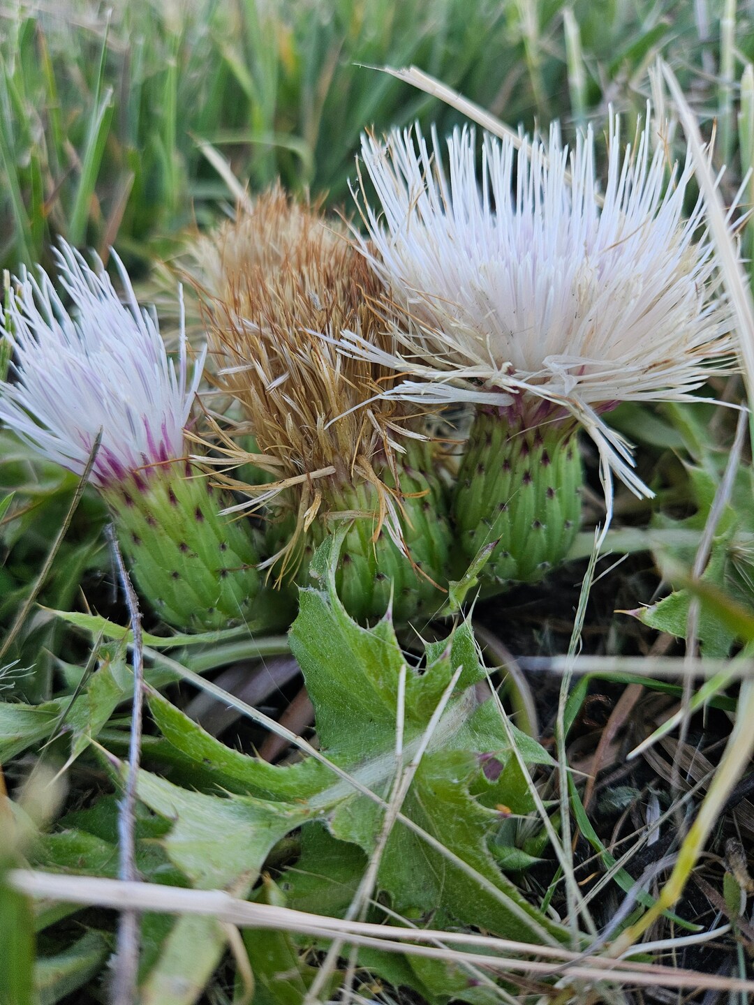 Brownie Thistle Seeds|cirsium Quercetorum|california Native Plants ...