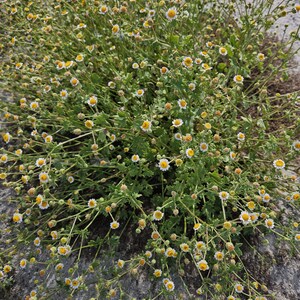 Emory's Rockdaisy Seeds|perityle Emoryi|daisy|california Native Plants ...