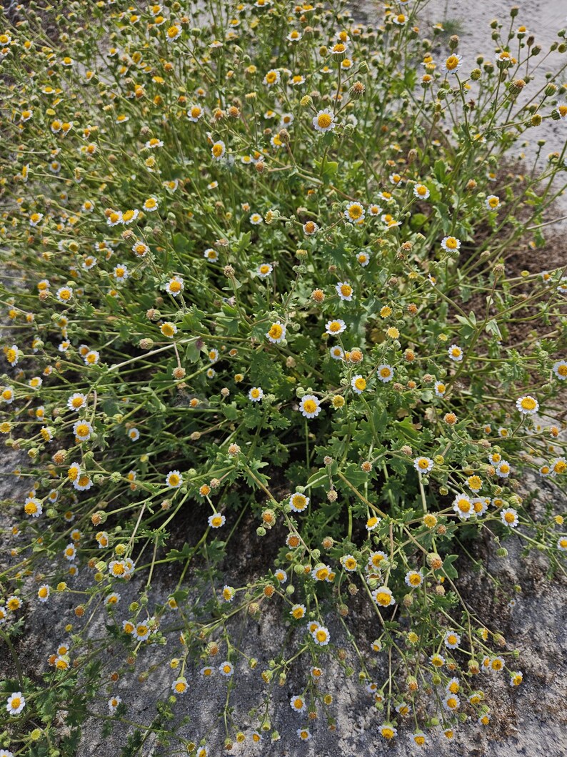 Emory's Rockdaisy Seeds|perityle Emoryi|daisy|california Native Plants|california Wildflowers ...