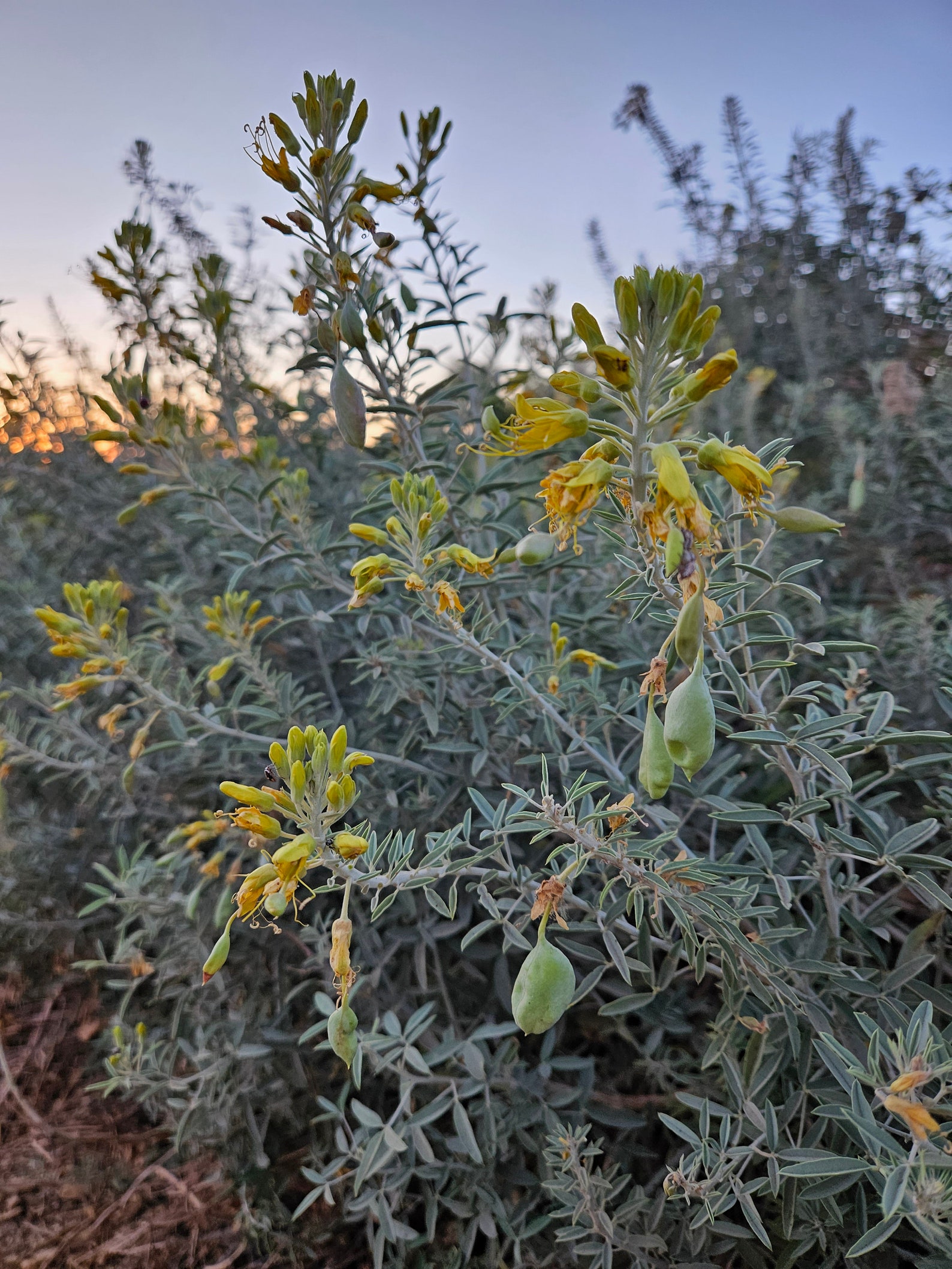 California Bladderpod Seeds|peritoma Arborea|california Native ...