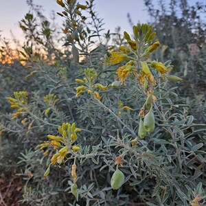 California Bladderpod Seeds|peritoma Arborea|california Native ...