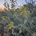 California Bladderpod Seeds|peritoma Arborea|california Native ...