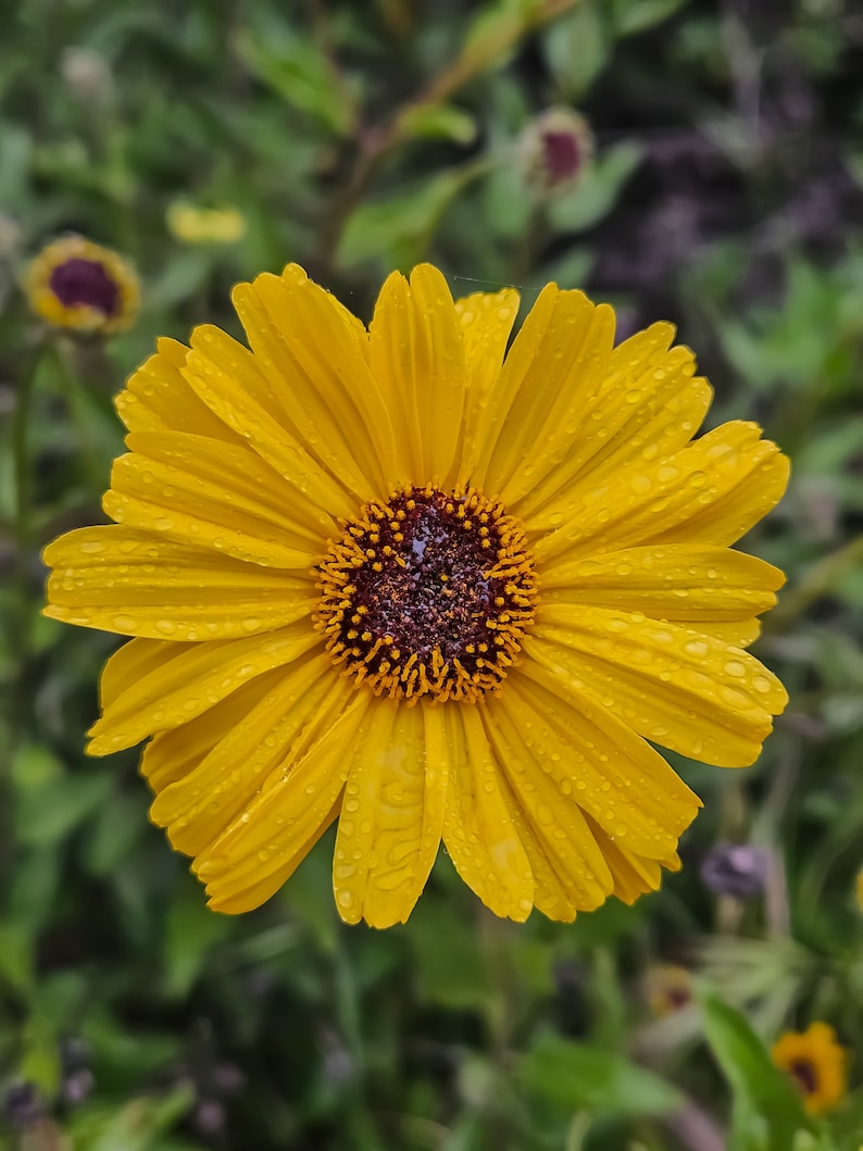 Bush Sunflower Seedsencelia Californica California Native ...