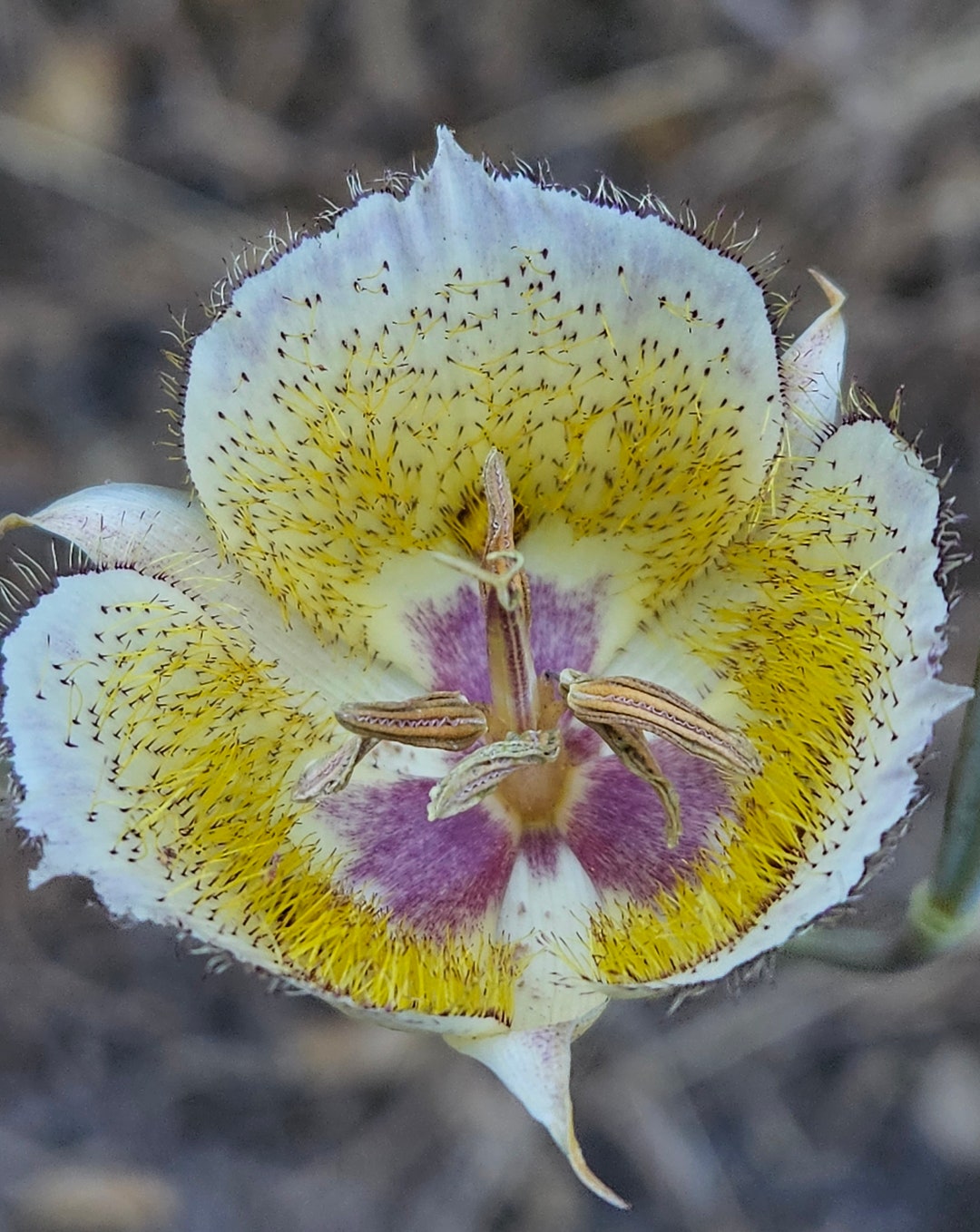 Intermediate Weed's Mariposa Lily|calochortus Weedii Var. Intermedius ...