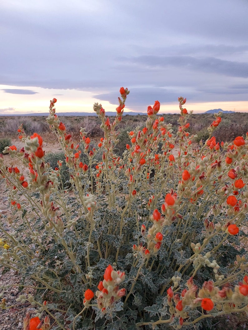 Desert Globemallow Seedssphaeralcea Ambiguacalifornia Native Seedsrare ...
