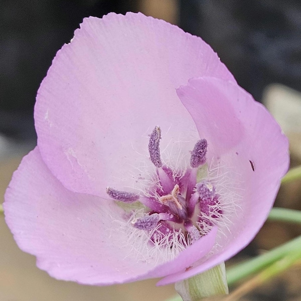 Prairie Smoke Flower - Etsy