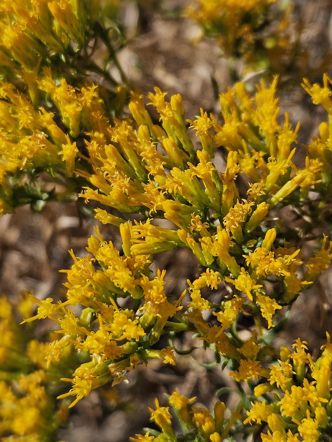 Stickyleaf Rabbitbrush Seeds|chrysothamnus Viscidiflorus|california ...