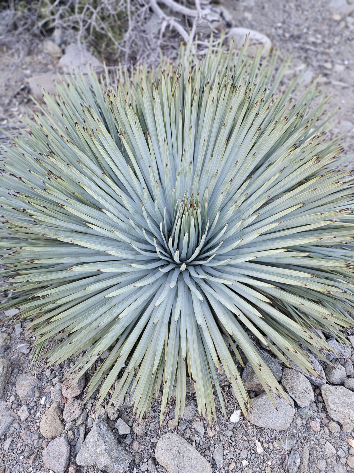 Purple Chaparral Yucca Seeds|hesperoyucca Whipplei|california Native ...