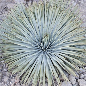 Purple Chaparral Yucca Seeds|hesperoyucca Whipplei|california Native ...