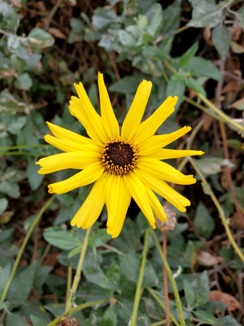 Bush Sunflower Seedsencelia Californica California Native ...