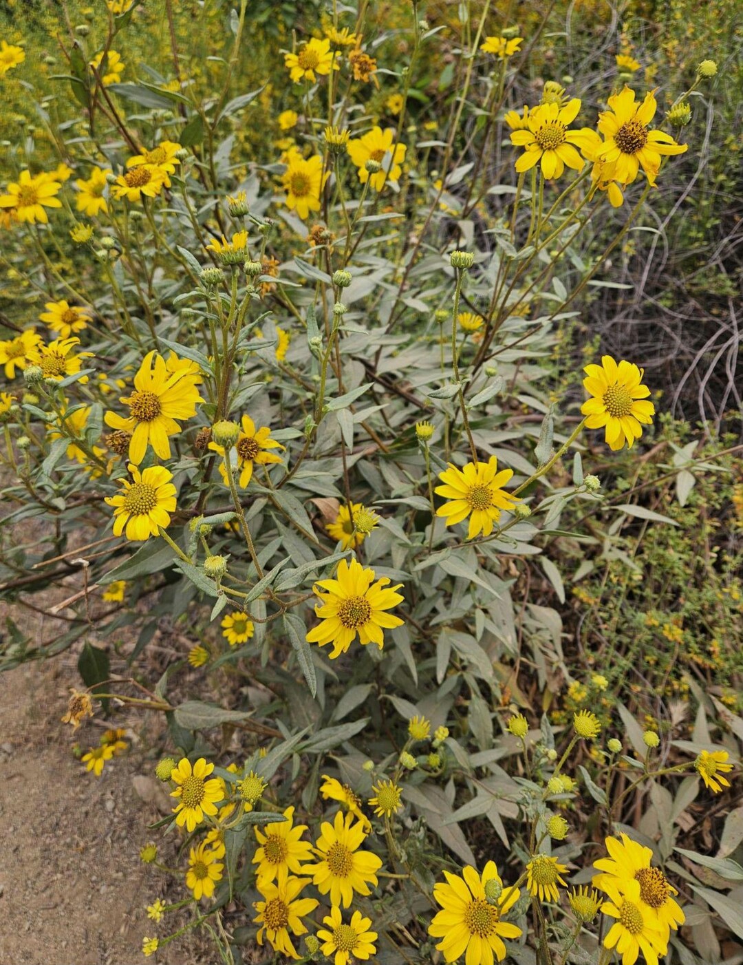 Slender Sunflower Seeds|helianthus Gracilentus|california Native Plants ...