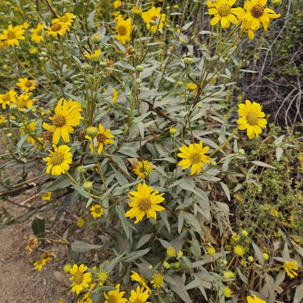 DaniCaliforniaStudio - Etsy